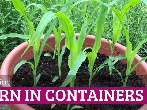 Growing corn in containers from seed to harvest