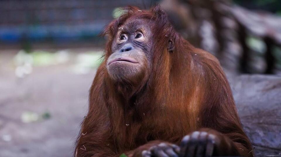 Orangutan Suffers Heartbreaking Loss After Giving Birth to Stillborn ...