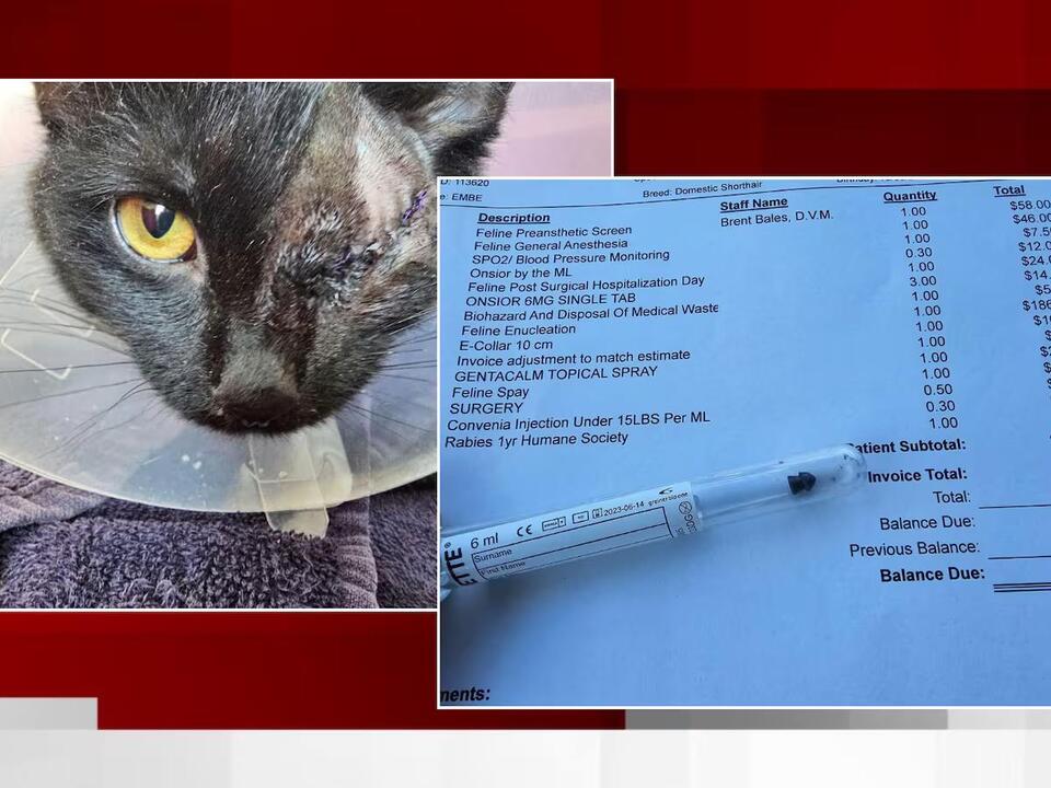 Huntington County Humane Society raising funds for cats with multiple ...