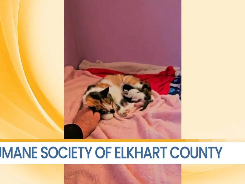Fostering Cats/Kittens With The Humane Society of Elkhart County