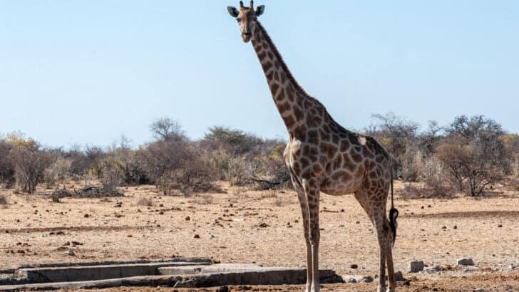 The Ultimate Height Challenge Between LeBron James and a Giraffe ...