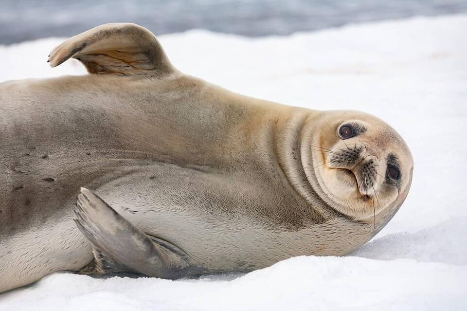 Is This Really How a Seal Sounds? - NewsBreak