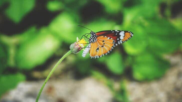 The Link Between Pollinators and Your Morning Tea - NewsBreak