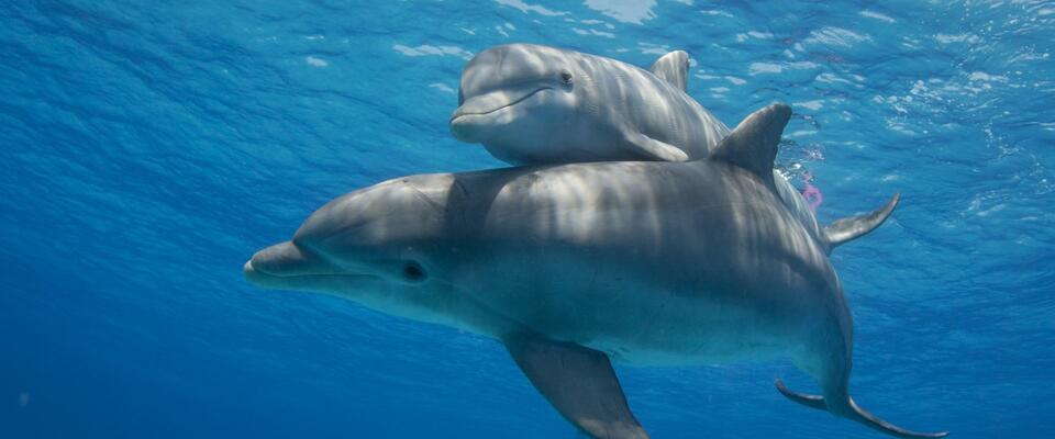20 Best Sea Animals Fun Facts - NewsBreak