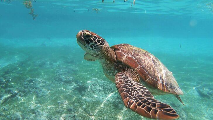 13 Animals That Use the Earths Magnetic Field - NewsBreak