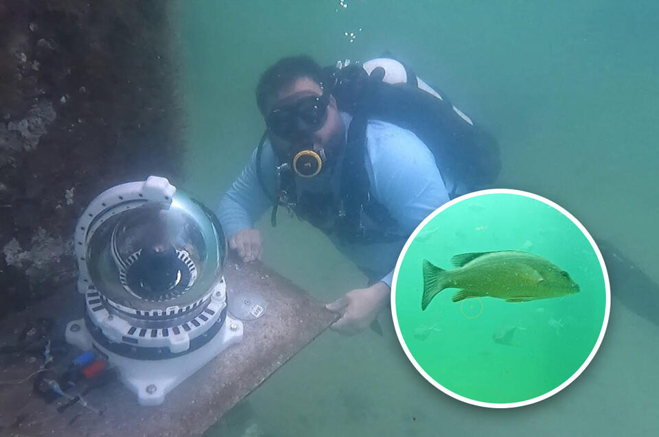 VIDEO: Underwater camera at Okaloosa Island Pier goes live - NewsBreak