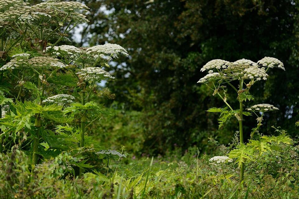 There’s a Michigan Plant That is More Dangerous Than Poison Ivy, Oak ...