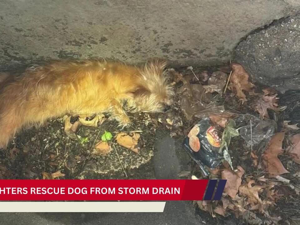 Wichita firefighters rescue dog from storm drain