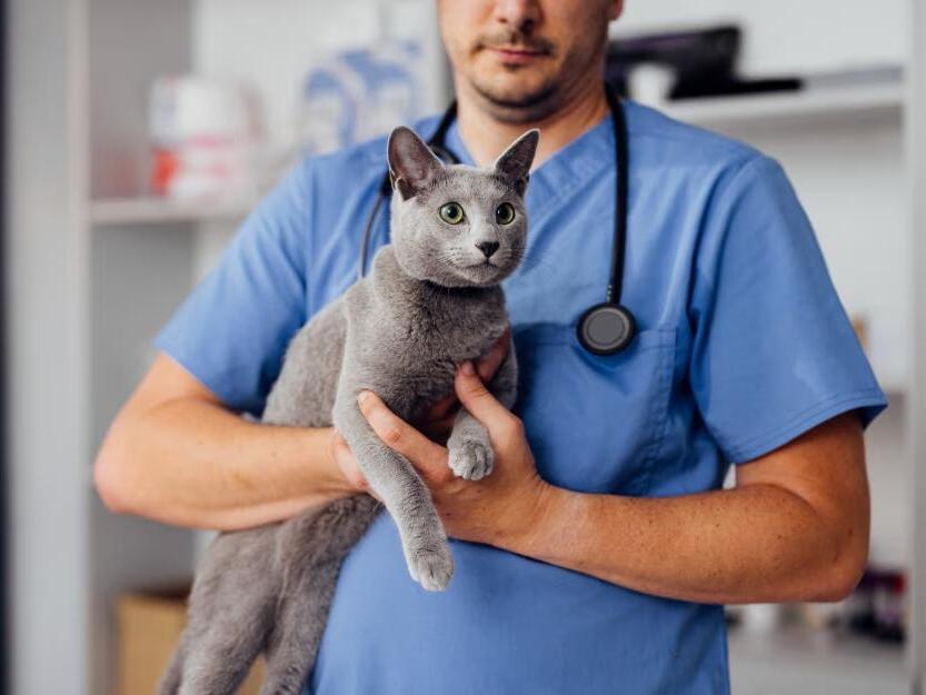 Cat Abscesses: What Are They, and How Do You Treat Them?