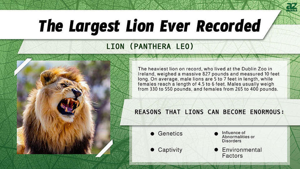 The Largest Lion Ever Weighed More than a Grizzly — 3 Reasons It Grew ...