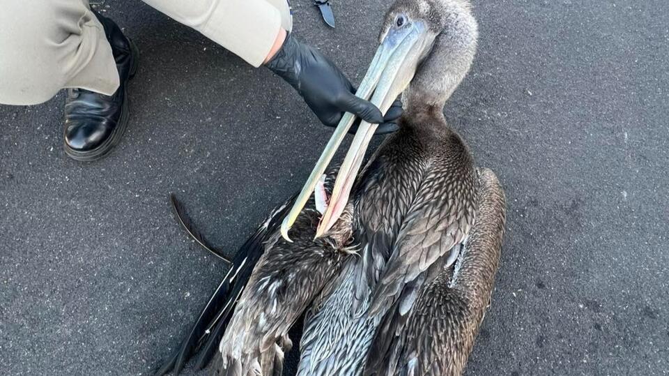 California Highway Patrol Officers Rescue Injured Pelican Near Brisbane ...