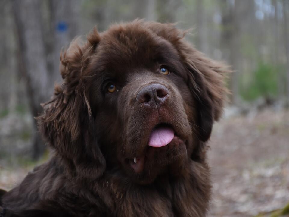 Newfoundland Helping Dad Haul Home the Christmas Tree Captures the ...