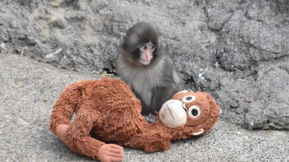 Ikea just had an adorable response to the viral lonely monkey meme ...