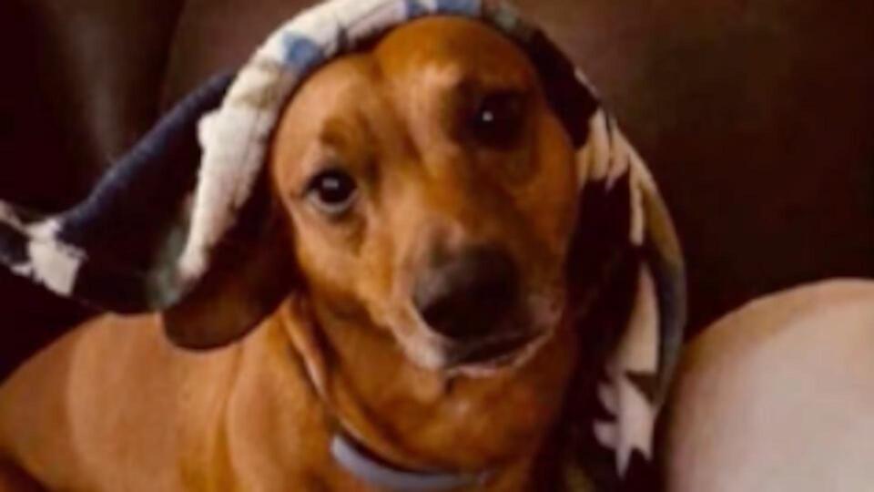Leigh’s Lost and Found Digital Extra: Family searching for 2 dogs since ...