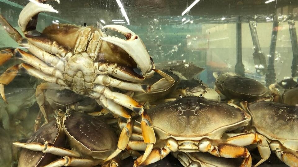 Dungeness Crab Season Returns to California with New Start Dates and ...