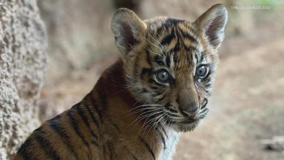 Heartwarming meaning behind Louisville Zoo's new tiger cub's name ...