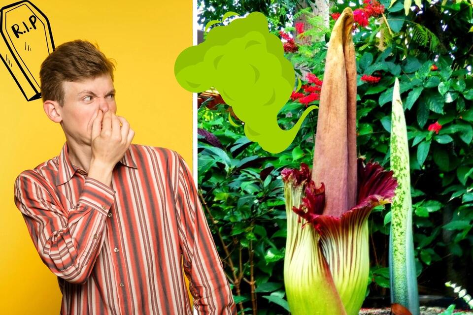 What Is a 'Corpse Flower' + Why Is It Going Viral Right Now? - NewsBreak