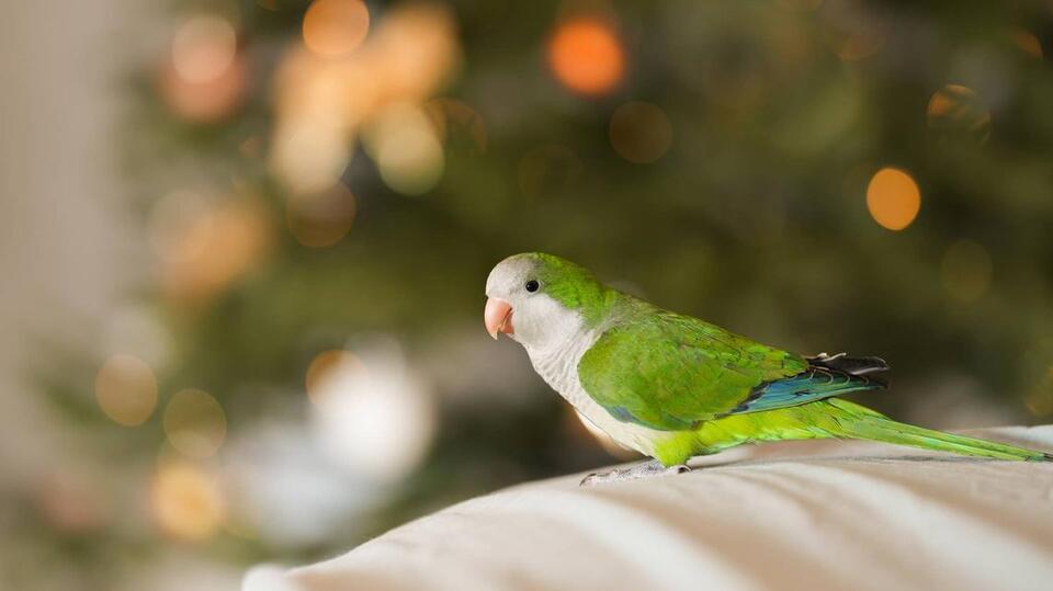 This Parrot Singing Along to Selena Is So Precious - NewsBreak