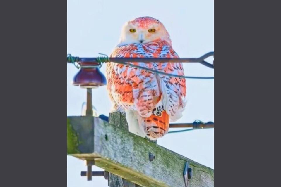 A Rare Orange Snowy Owl Spotted In Michigan Sparks Curiosity - NewsBreak