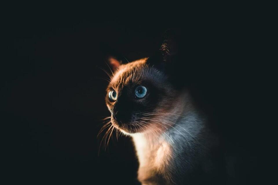 How Cats’ Night Vision Works and Why It’s So Powerful - NewsBreak