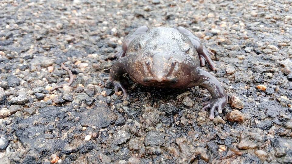 The Most Sci-Fi-Looking Frogs on Earth - NewsBreak