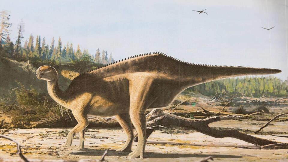 New Dinosaur Just Dropped. This One Had a Striking Sail-Like Back ...