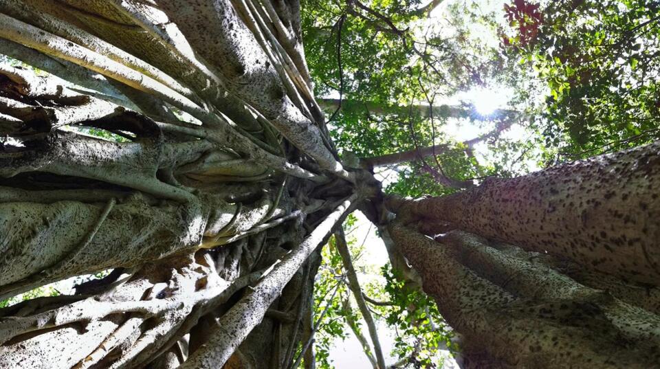 Strangler Figs: The Beautiful Killers of the Rainforest Canopy - NewsBreak