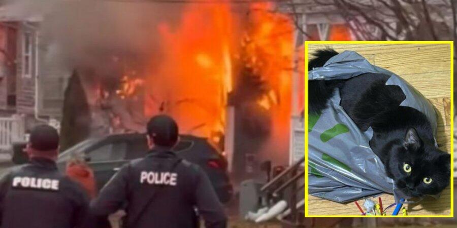 Miracle in the ashes: lost cat Echo reunited with New Bedford Fire ...