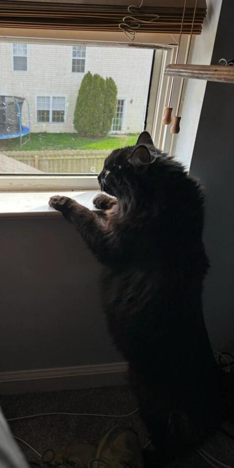 Lost Cat, Alert #82523 Luna missing near Layton Lane and Sugarloaf ...