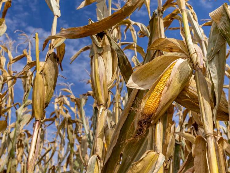 Corn sweat: Crop moisture amplifies humidity and heat in U.S. Midwest