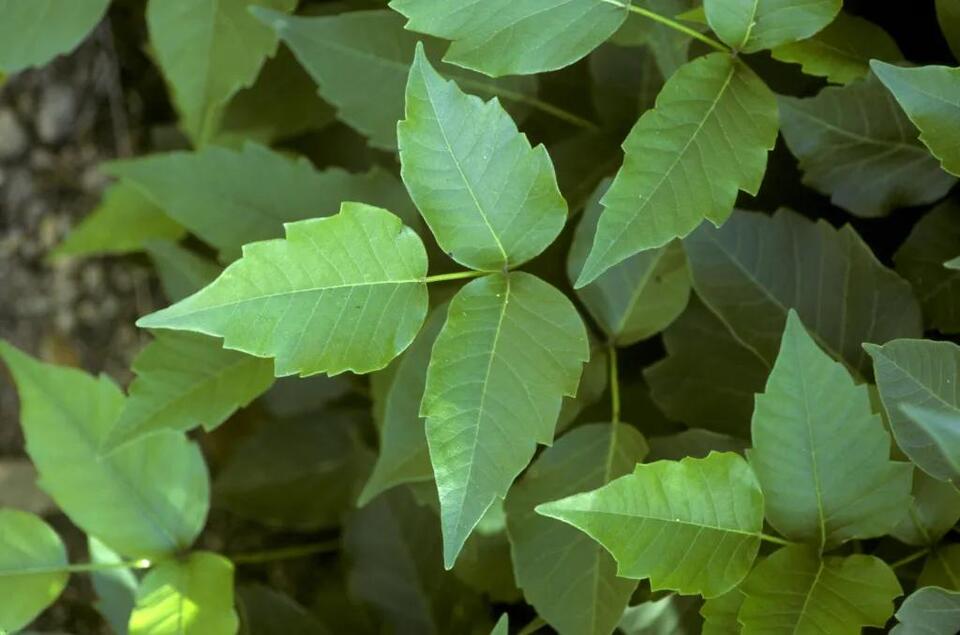Poison Ivy Rash Guide: What It Looks Like, How To Treat It and When To ...
