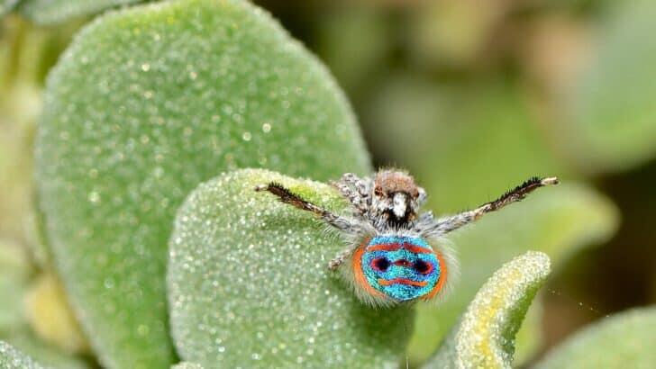 The Strangest Mating Rituals Ever Seen in Nature - NewsBreak