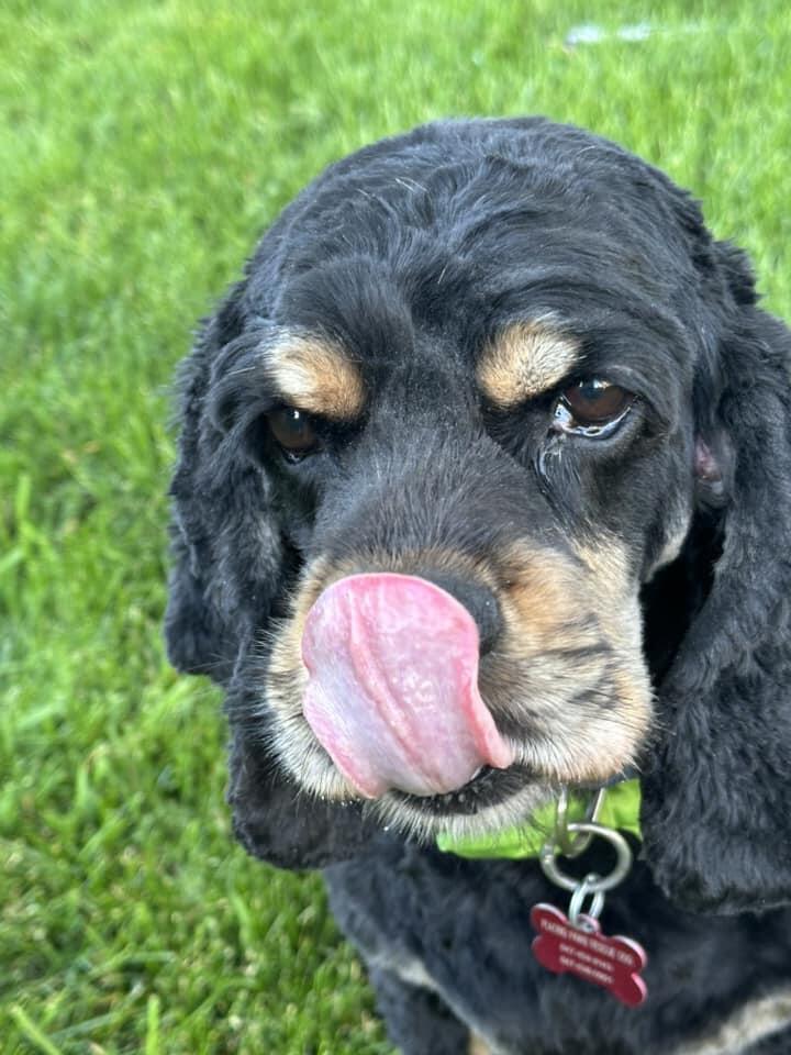 Cocker Spaniel Oscar Available for Adoption - NewsBreak