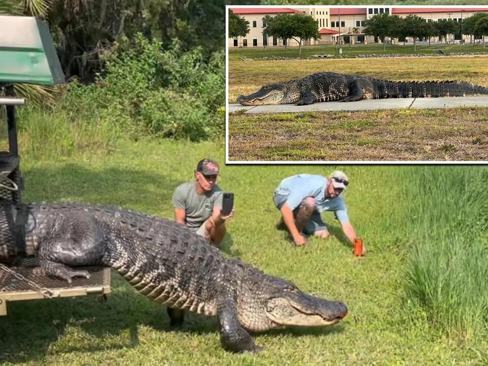 12-foot ‘Airman Ally Gator’ rescued after turning up at Florida air ...