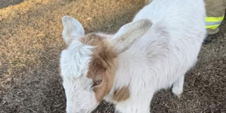 Crews protect goats from Horry County fire - NewsBreak