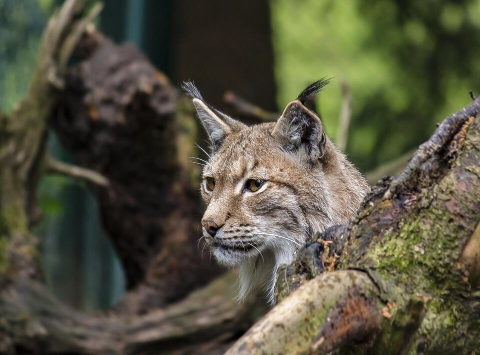15 Big Cats With Traits More Dog-Like Than Feline - NewsBreak