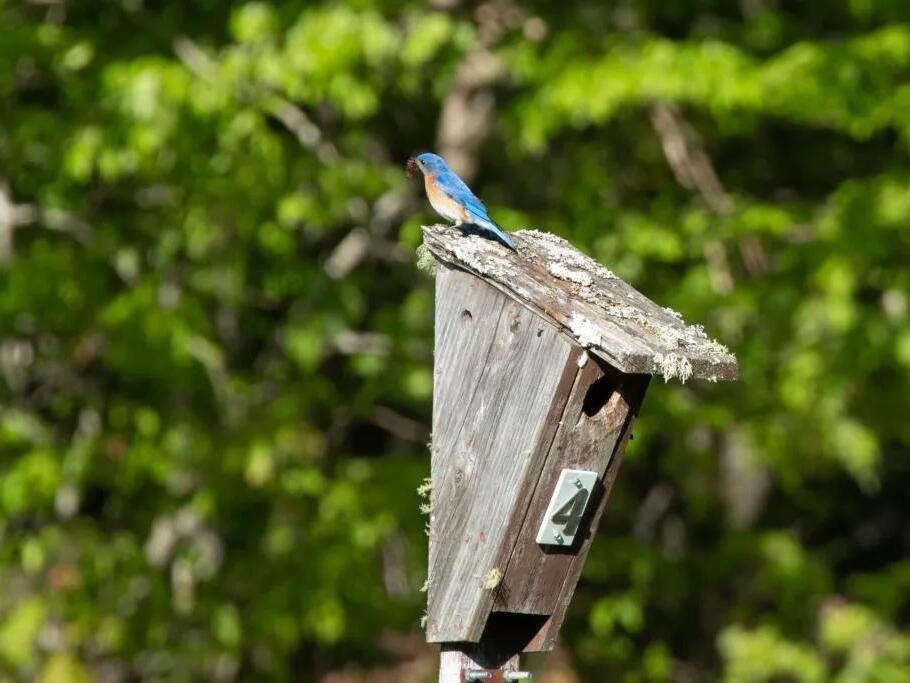 What’s in the box? A peek inside bird nesting boxes, where to find them ...
