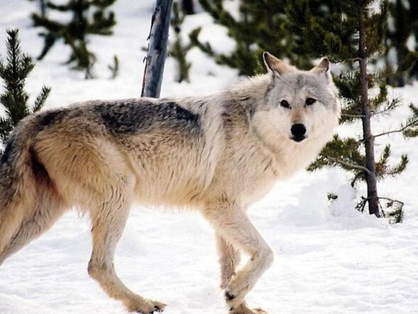 Washington's Gray Wolf Population on the Rise, New Packs Emerge as ...