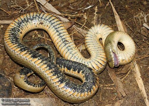 Why Do Some Animals Play Dead? - NewsBreak