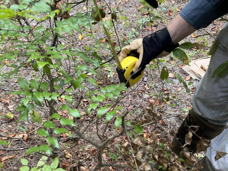 New Hanover Arboretum staff help scientists learn about the remarkable ...