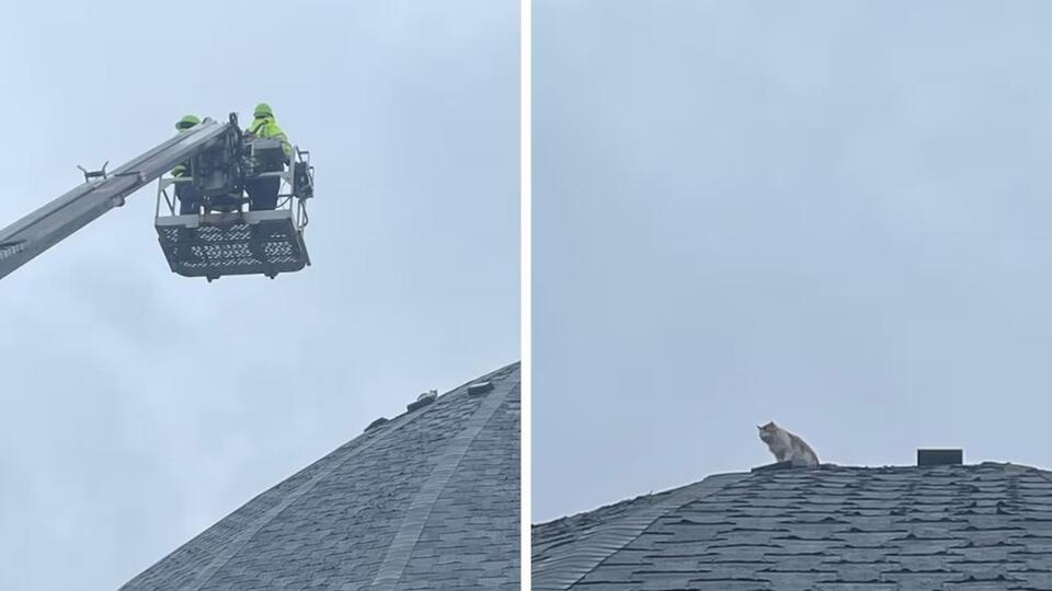 Cat chased by coyotes climbs up salt dome, workers help him get down ...