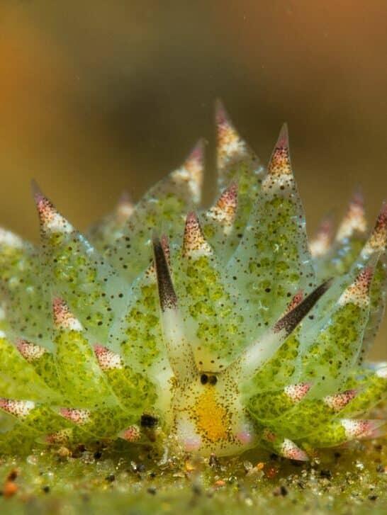 Meet The Adorable Photosynthesizing Leaf Sheep - NewsBreak