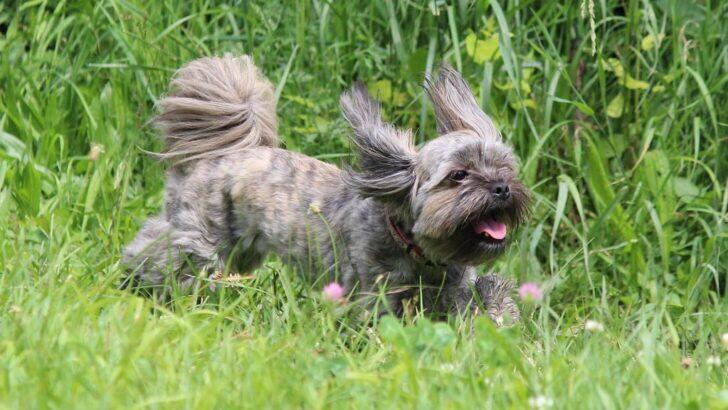 Your Dog’s Bark: What It Means When They Make These 5 Sounds - NewsBreak