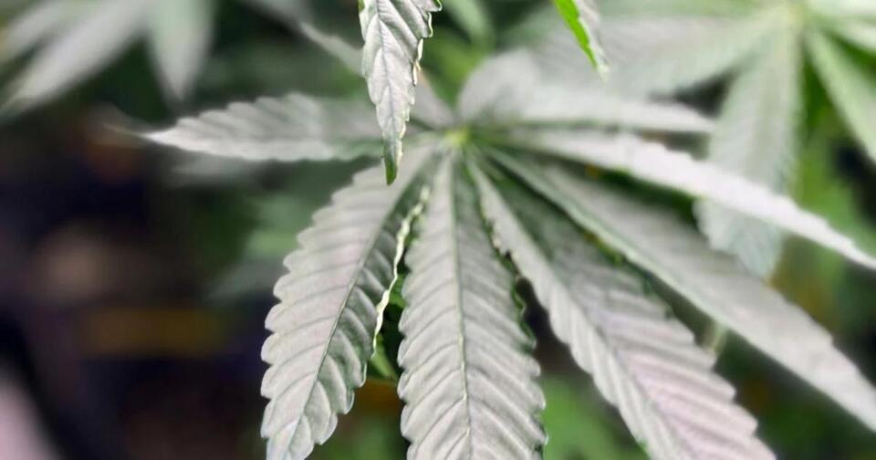 What to know about Trump's order seeking to relax federal drug policies ...