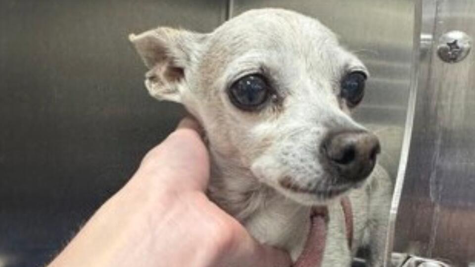 Meet The Sweet & Cuddly 7lb Dog Looking For Love - NewsBreak