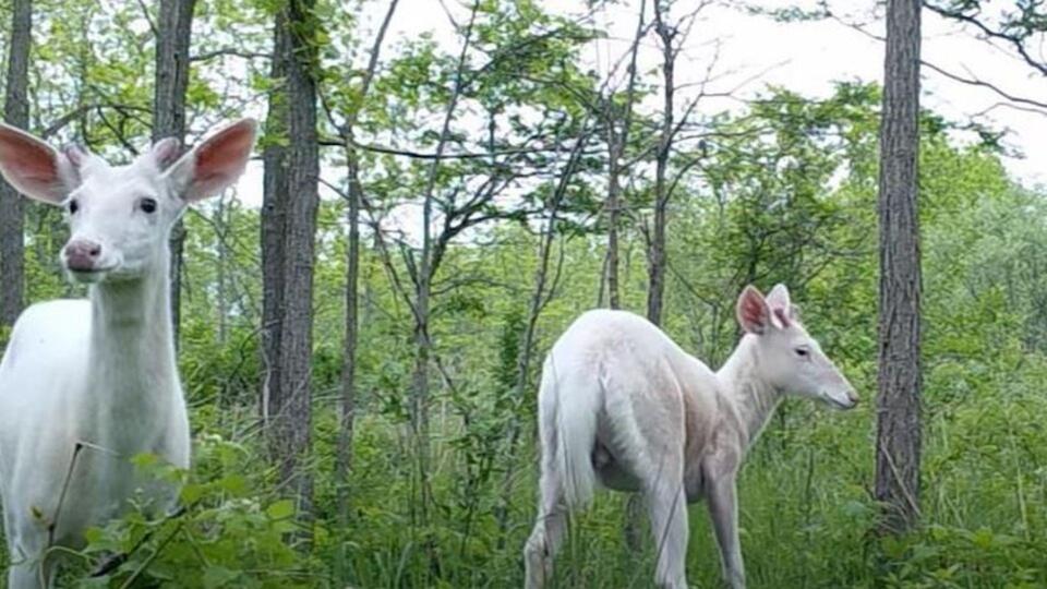 Upstate New York has Largest Population of Rare Deer in the World ...