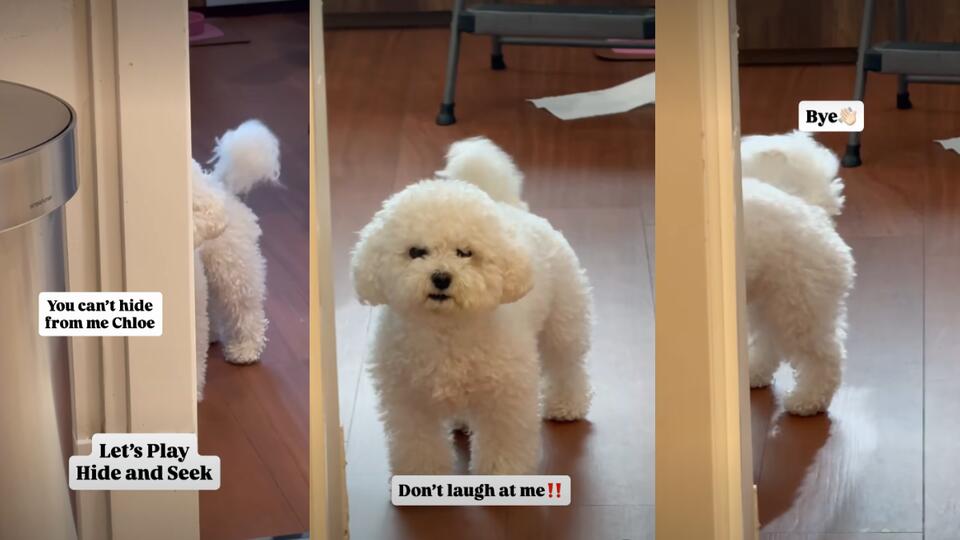 Tiny Dog Stomps Her Paw After Mom Laughs at Her Hiding Skills - NewsBreak