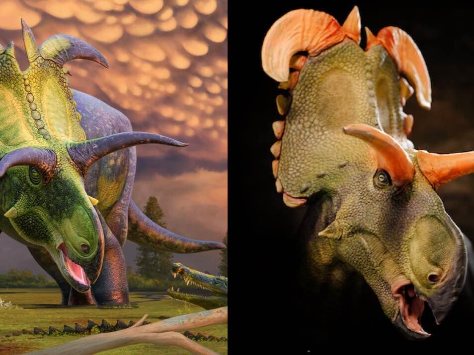 Giant New Species of Dinosaur Named Loki-ceratops for Horns That Look ...