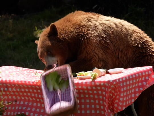 Watch: Bears destroy tents and ravage picnic tables at ‘campsite’