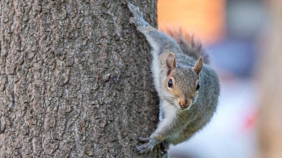 Two people go to ER after squirrel attack - NewsBreak